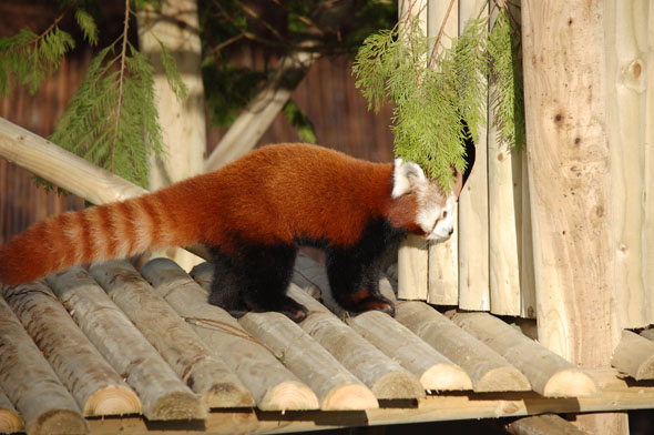 Red Pandas arrive at Flamingo Land Resort - Flamingo Land Resort