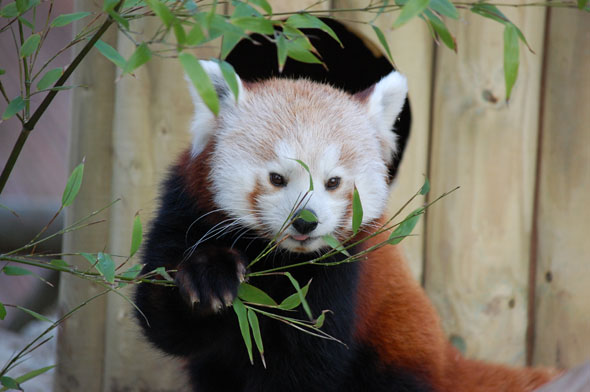 Red Pandas arrive at Flamingo Land Resort - Flamingo Land Resort
