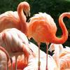 Flamingo - Flamingo Land Resort