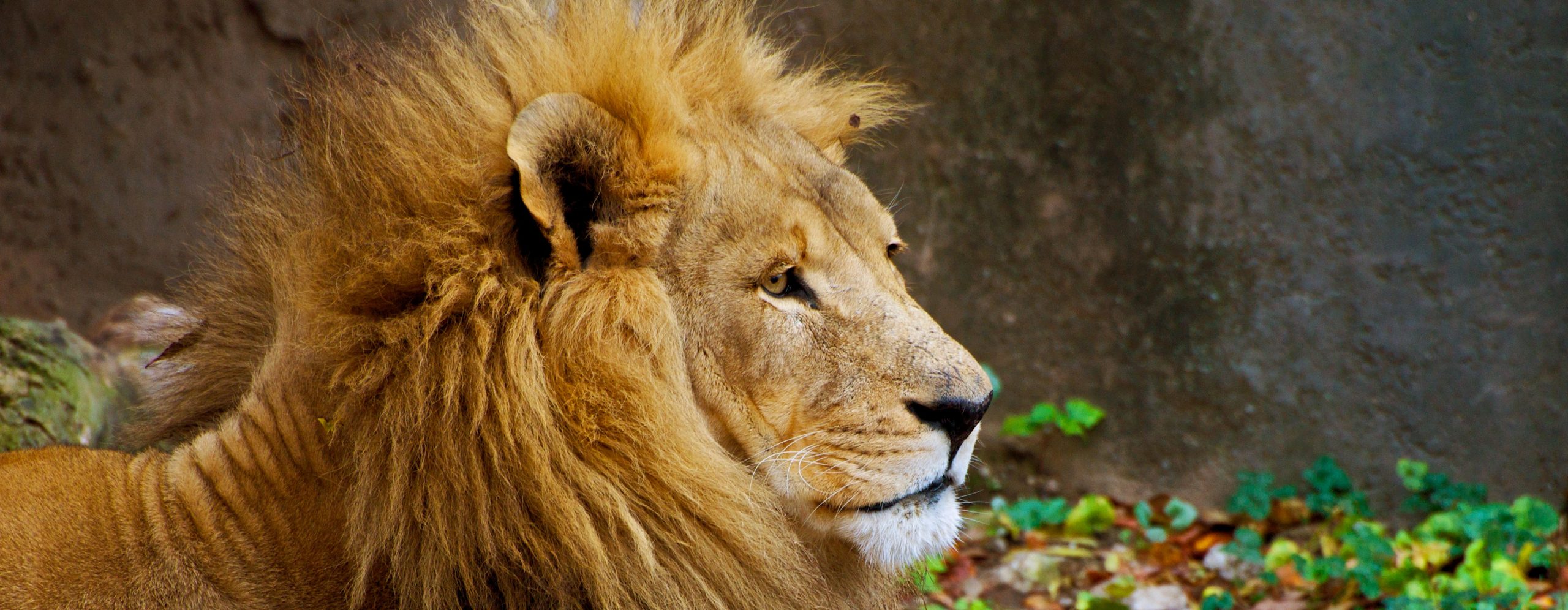 African Lion - Flamingo Land Resort