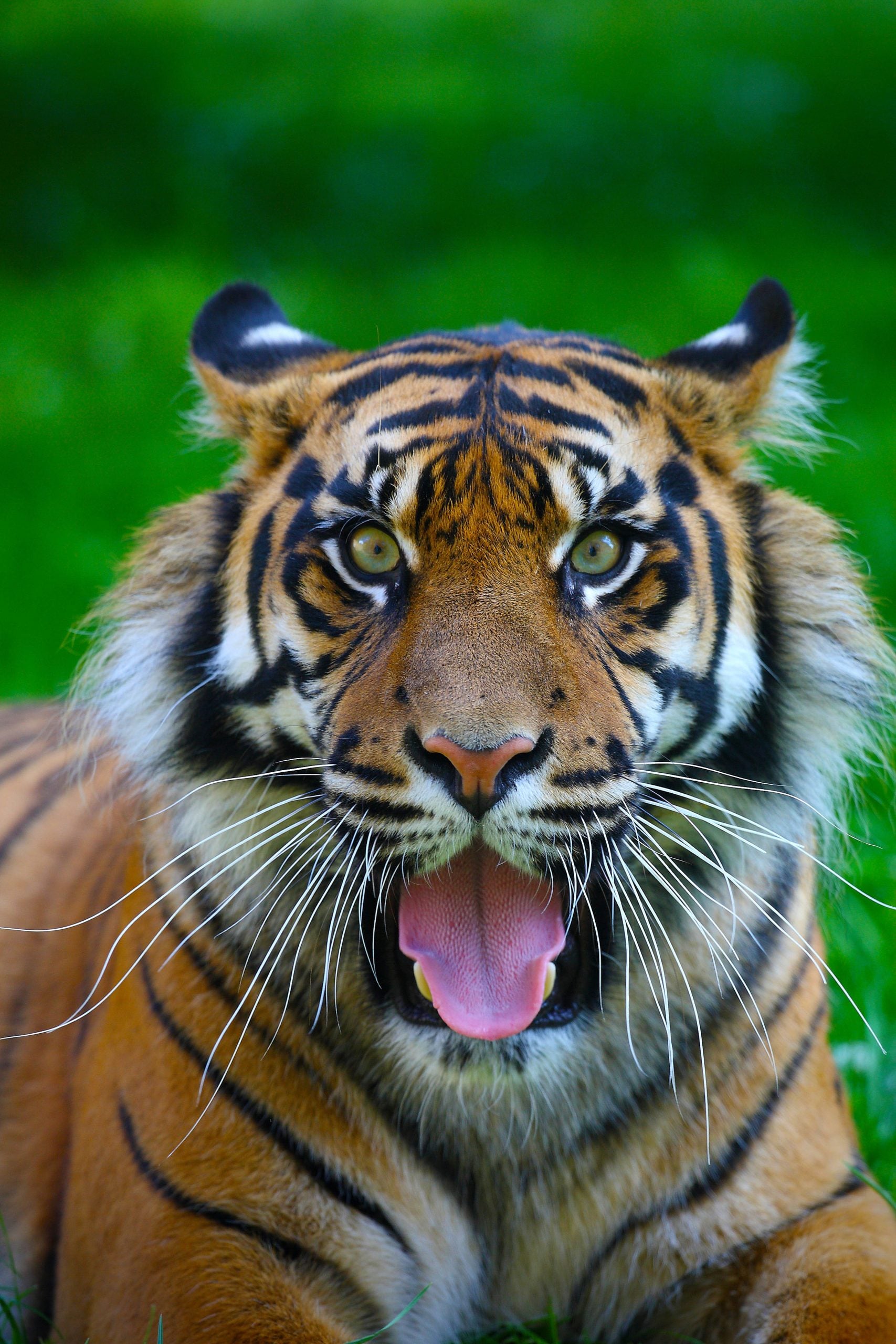 Sumatran Tiger - Flamingo Land Resort