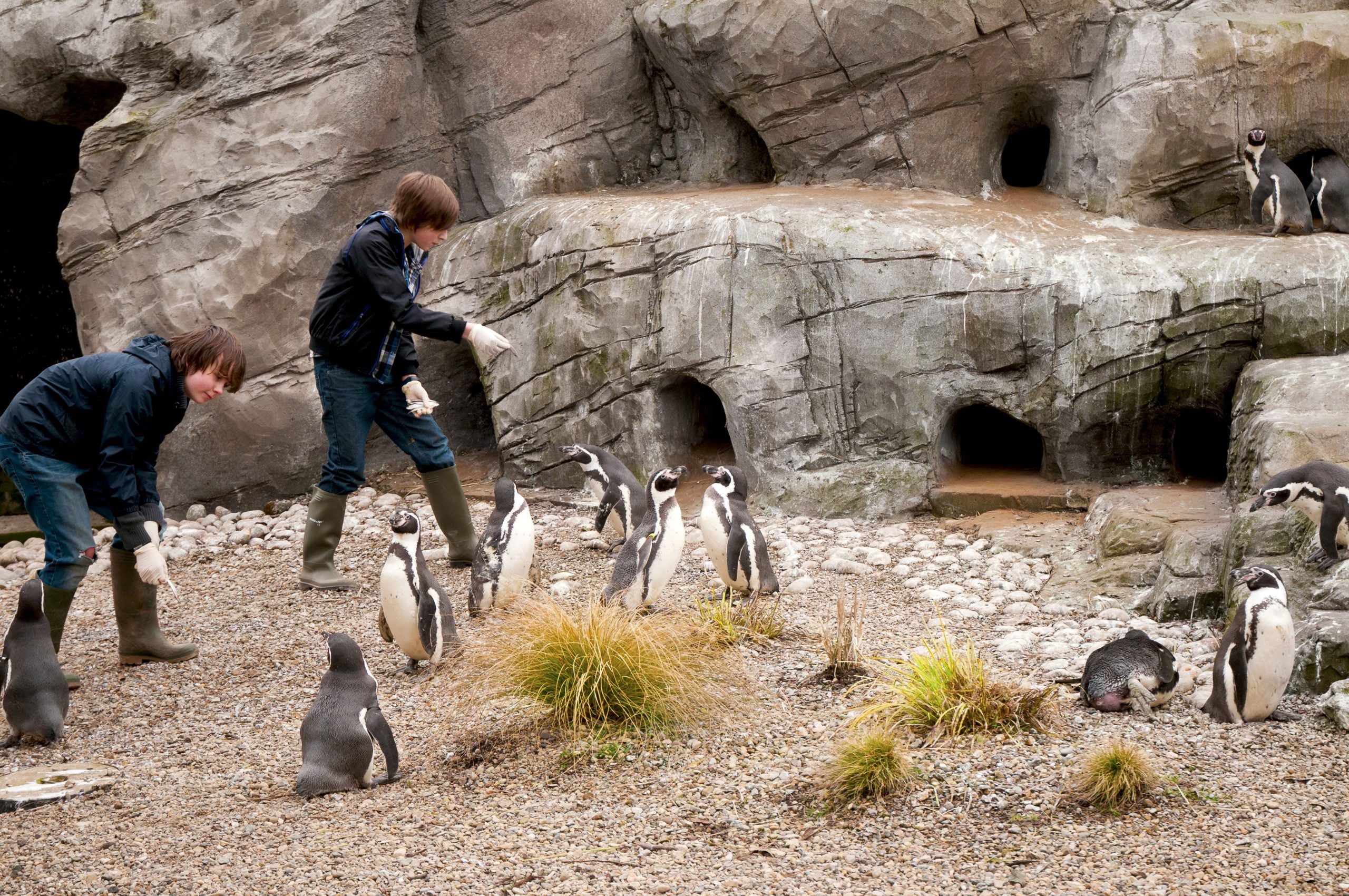 Penguin Encounter - Flamingo Land Resort