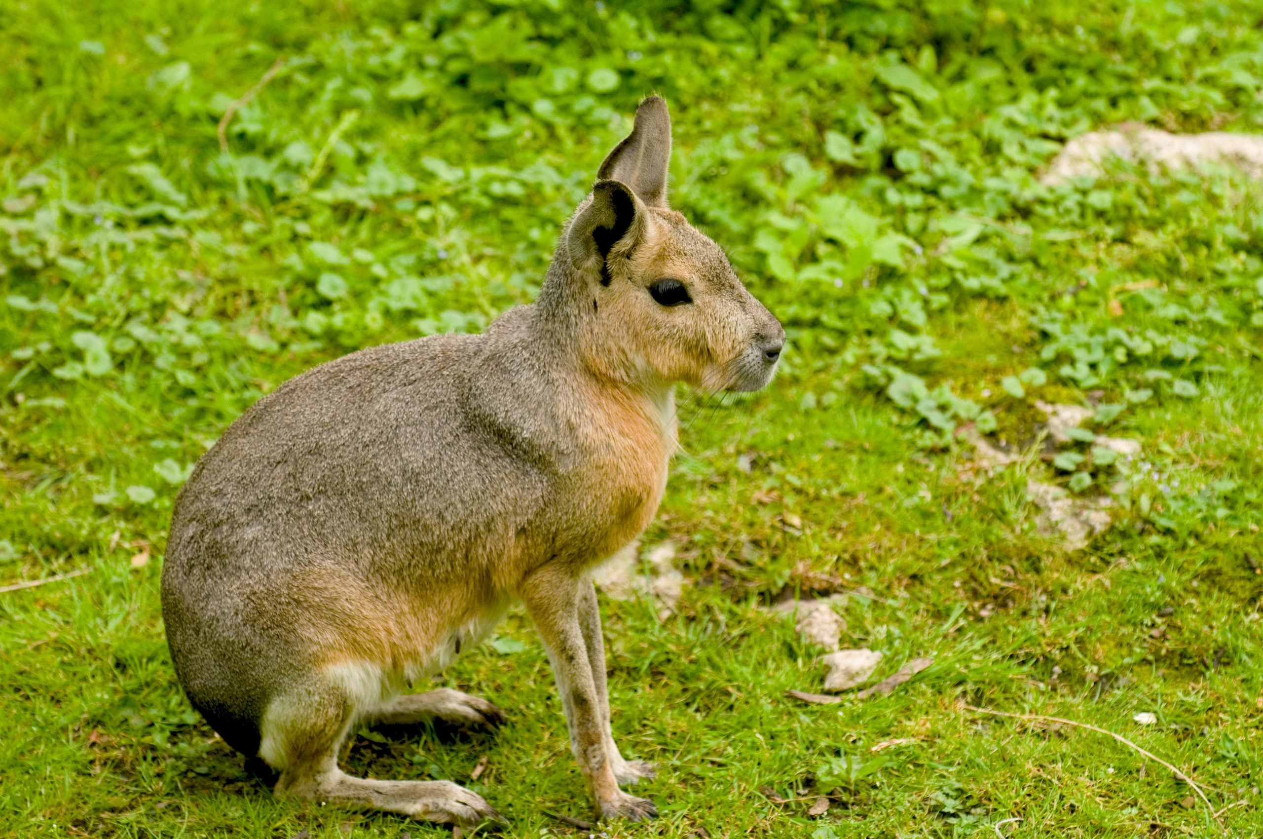 Patagonian Mara Pet