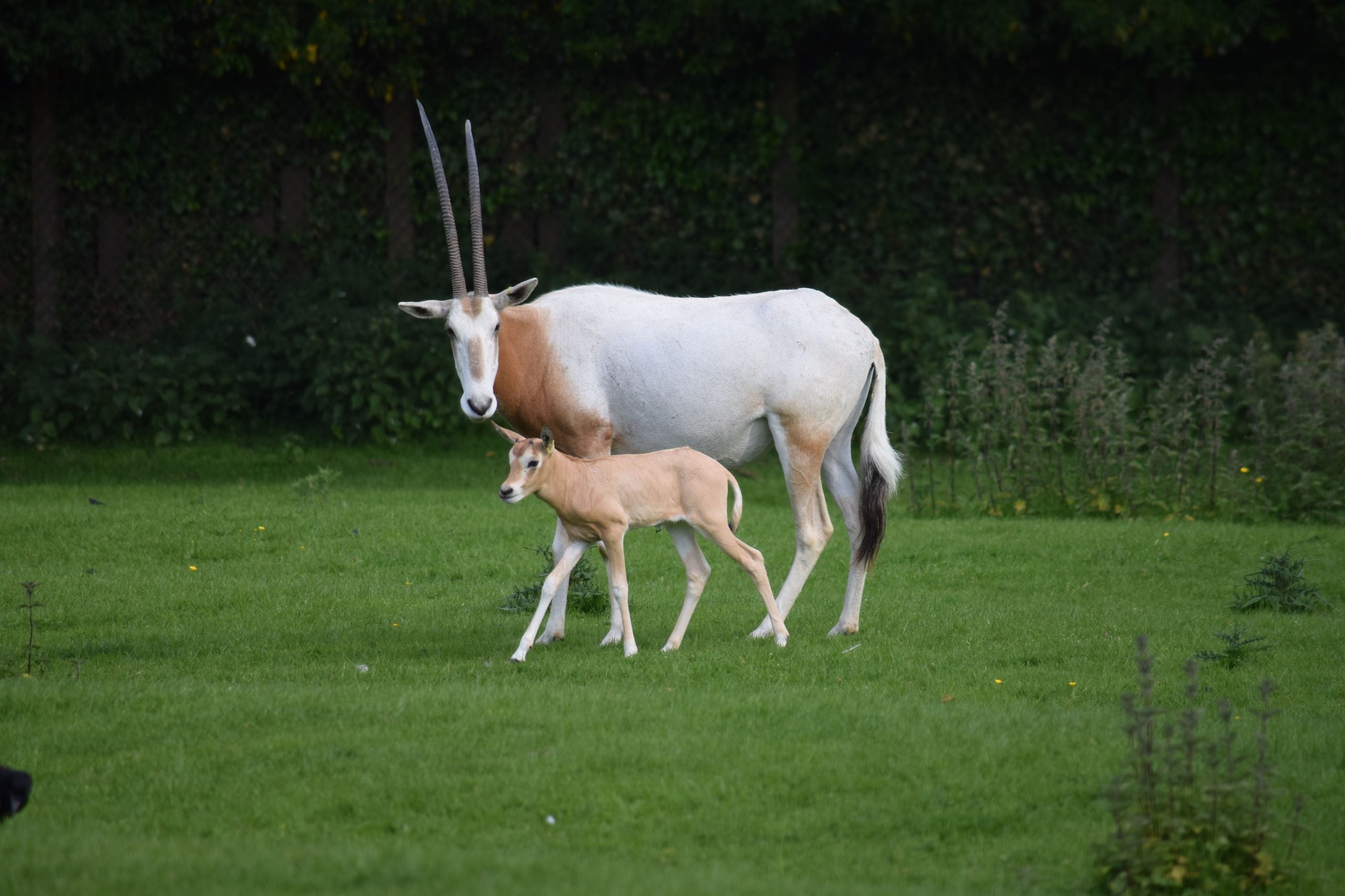 Scimitar-horned Oryx - Flamingo Land Resort