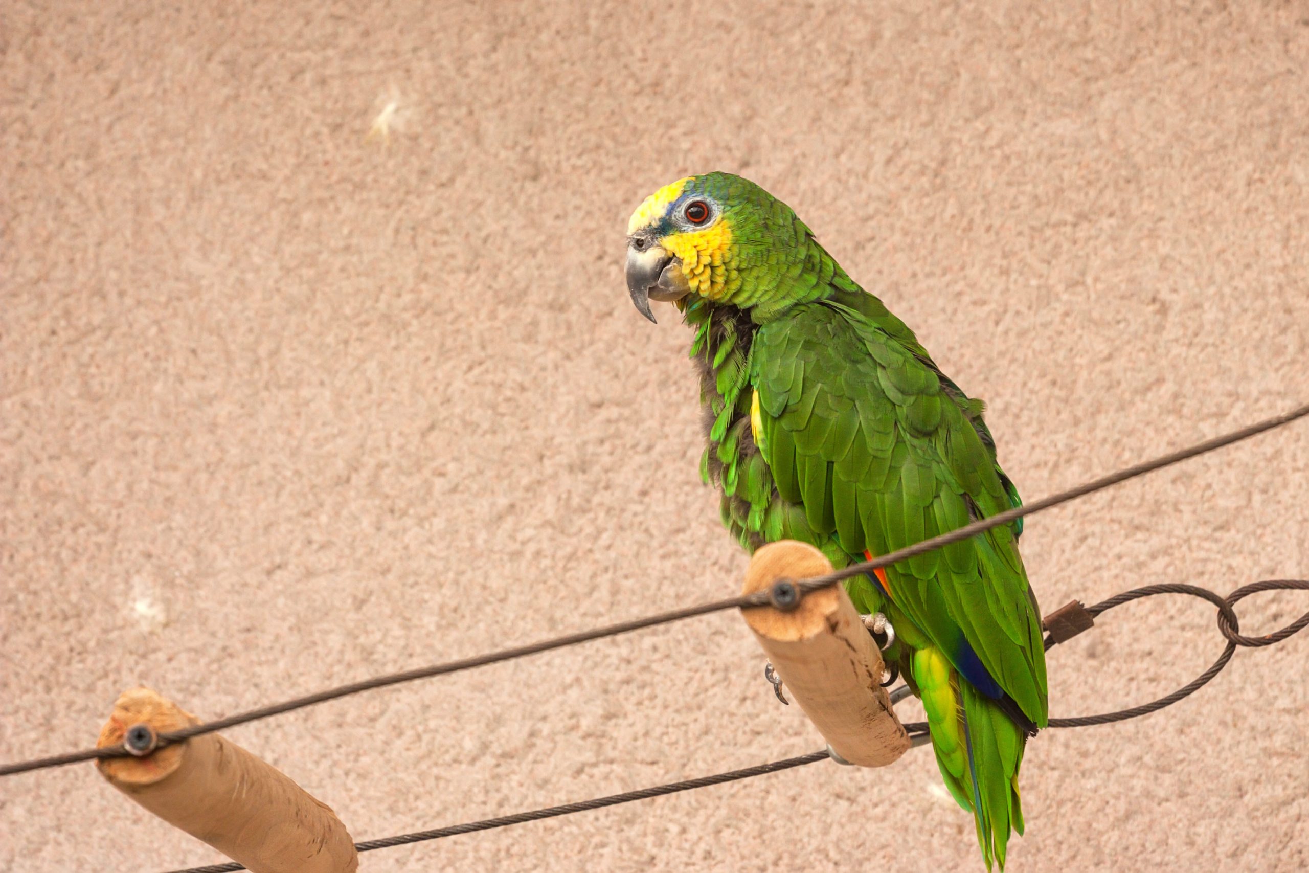 Orange-winged Amazon Parrot - Flamingo Land Resort