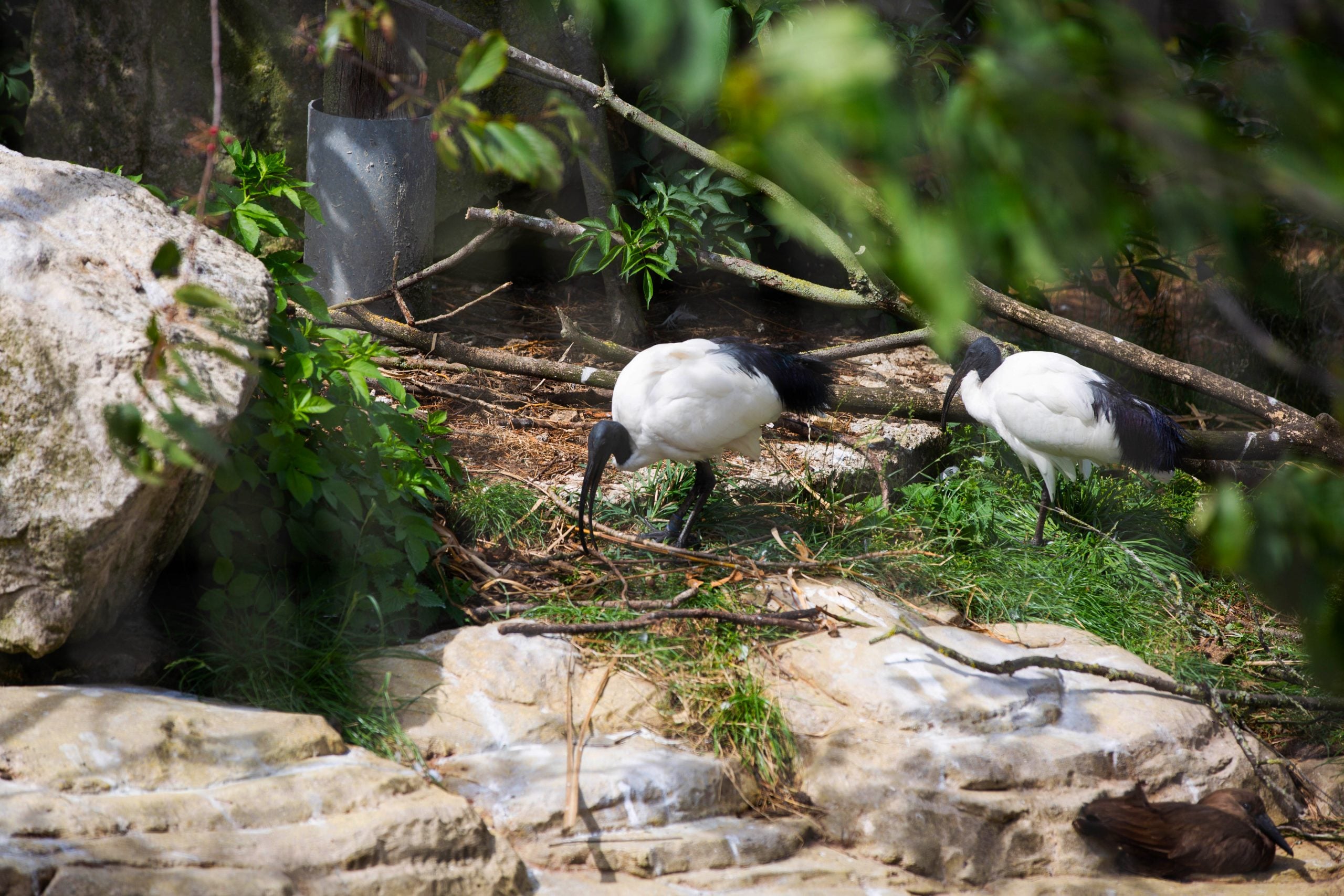Sacred Ibis - Flamingo Land Resort