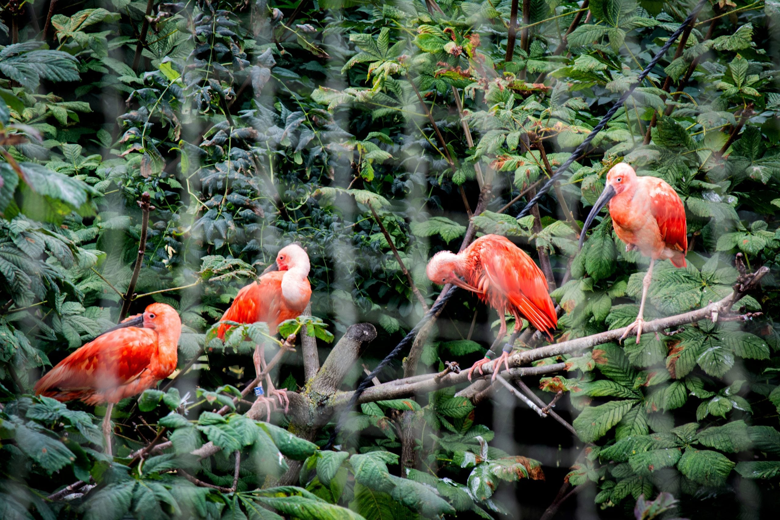 Scarlet Ibis - Flamingo Land Resort