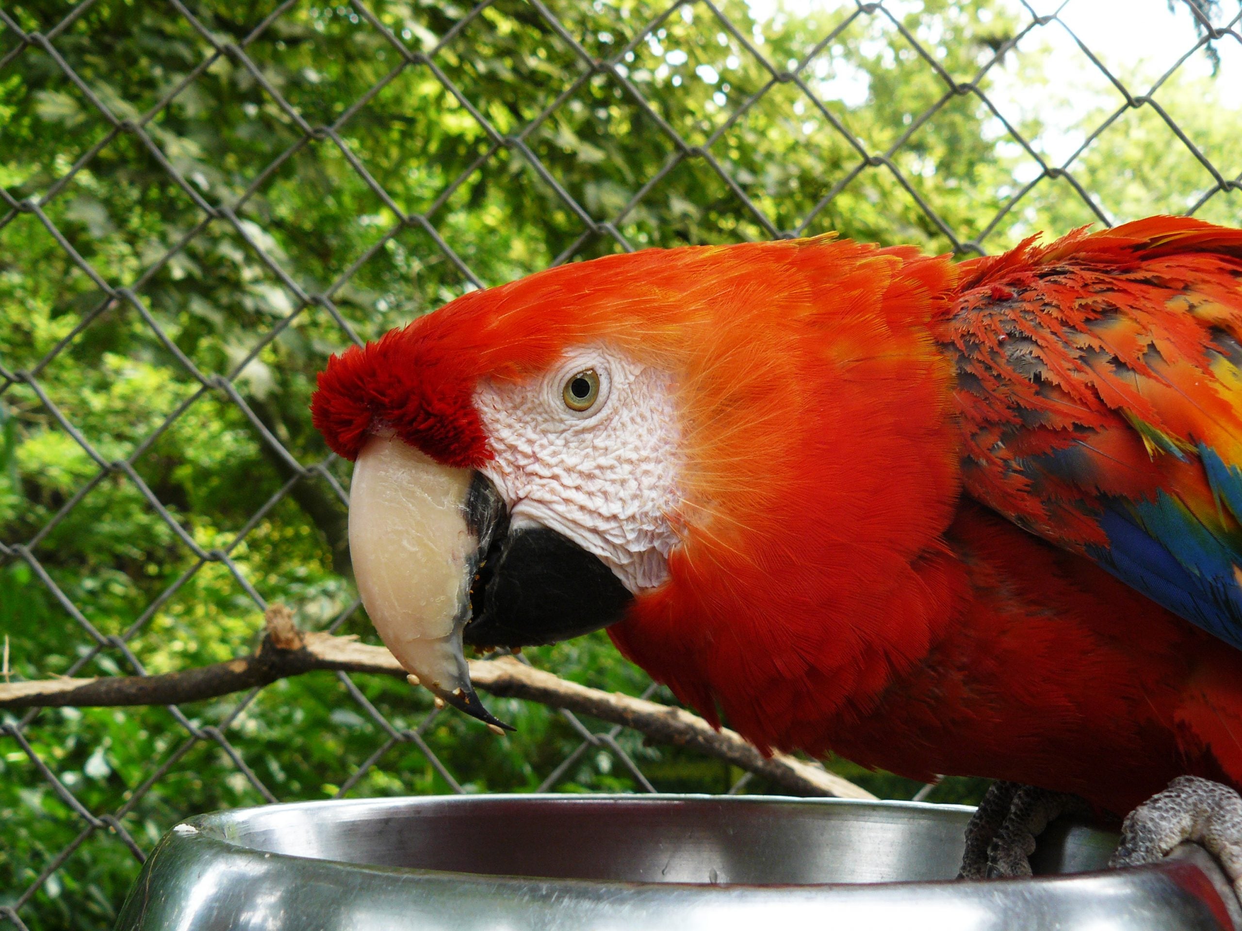 Red Scarlet Macaw Birds 24,900+ Scarlet Red Macaw Parrot Stock Photos,