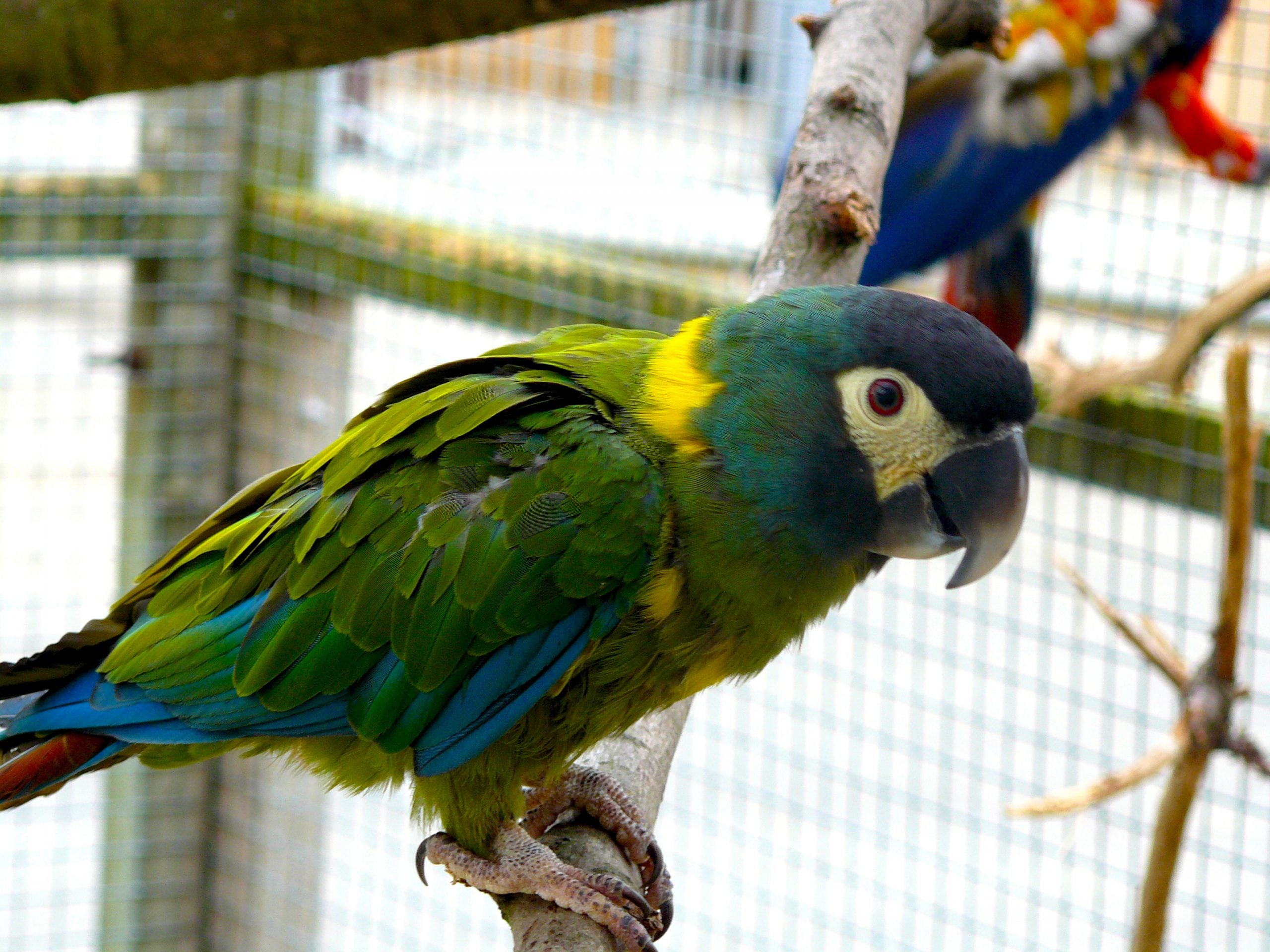 Yellow Collared Macaw - Flamingo Land Resort
