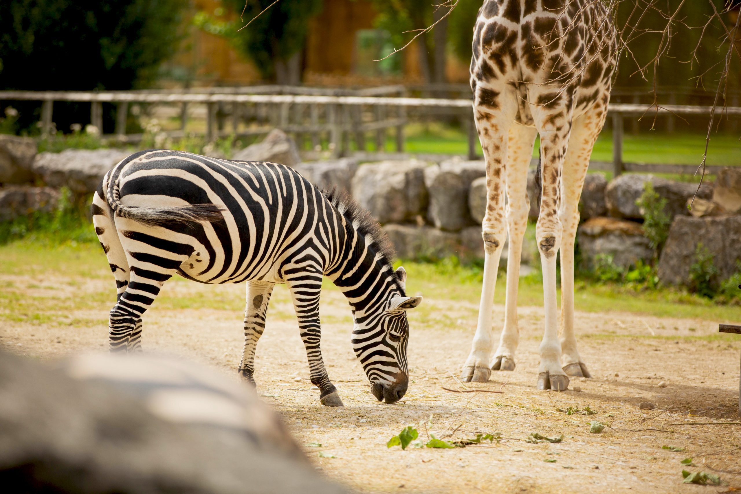 Home - Flamingo Land Resort