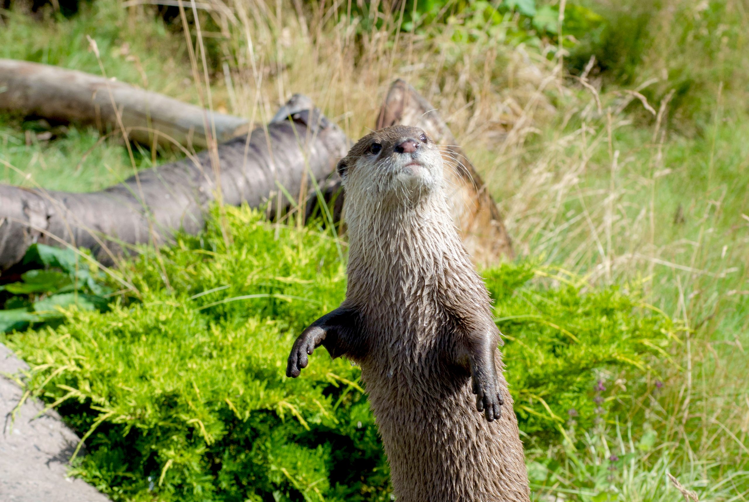Asian Short-Clawed Otter - Flamingo Land Resort