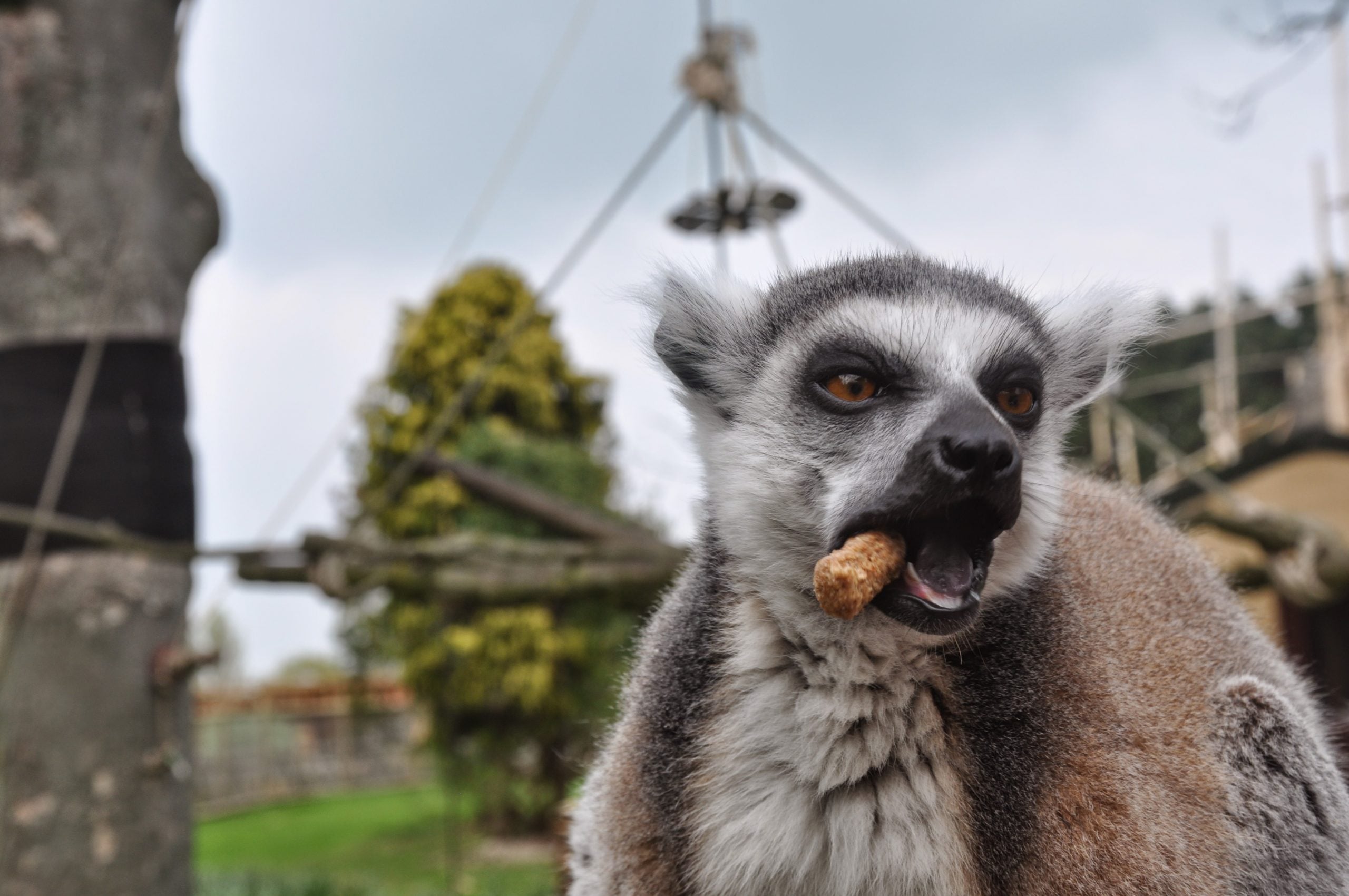 Ring Tailed Lemur - Flamingo Land Resort