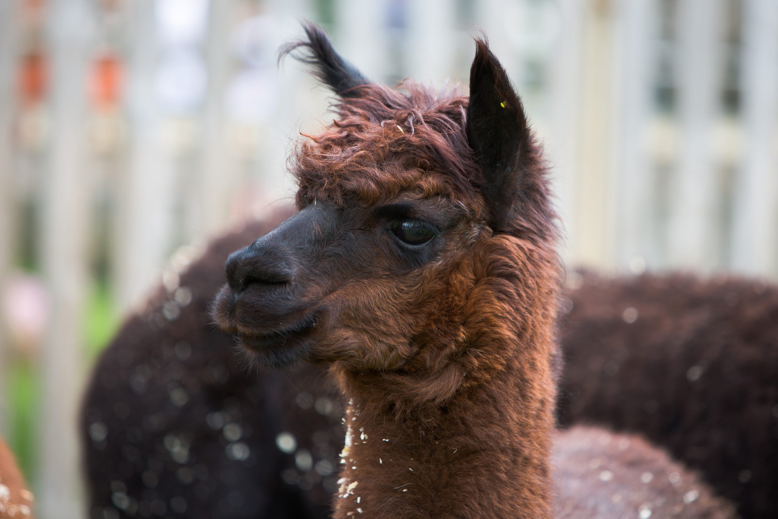 Alpaca - Flamingo Land Resort