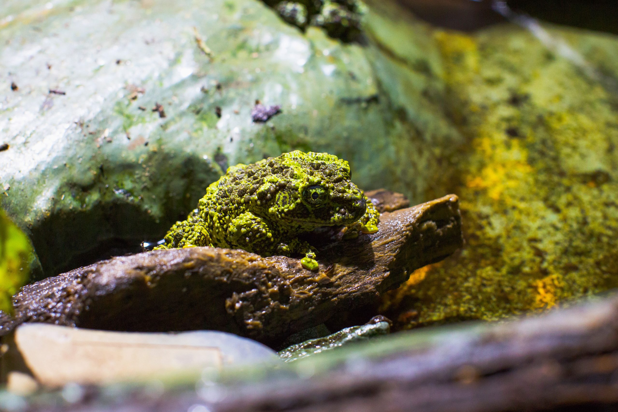 Vietnamese Mossy Frog Vivarium