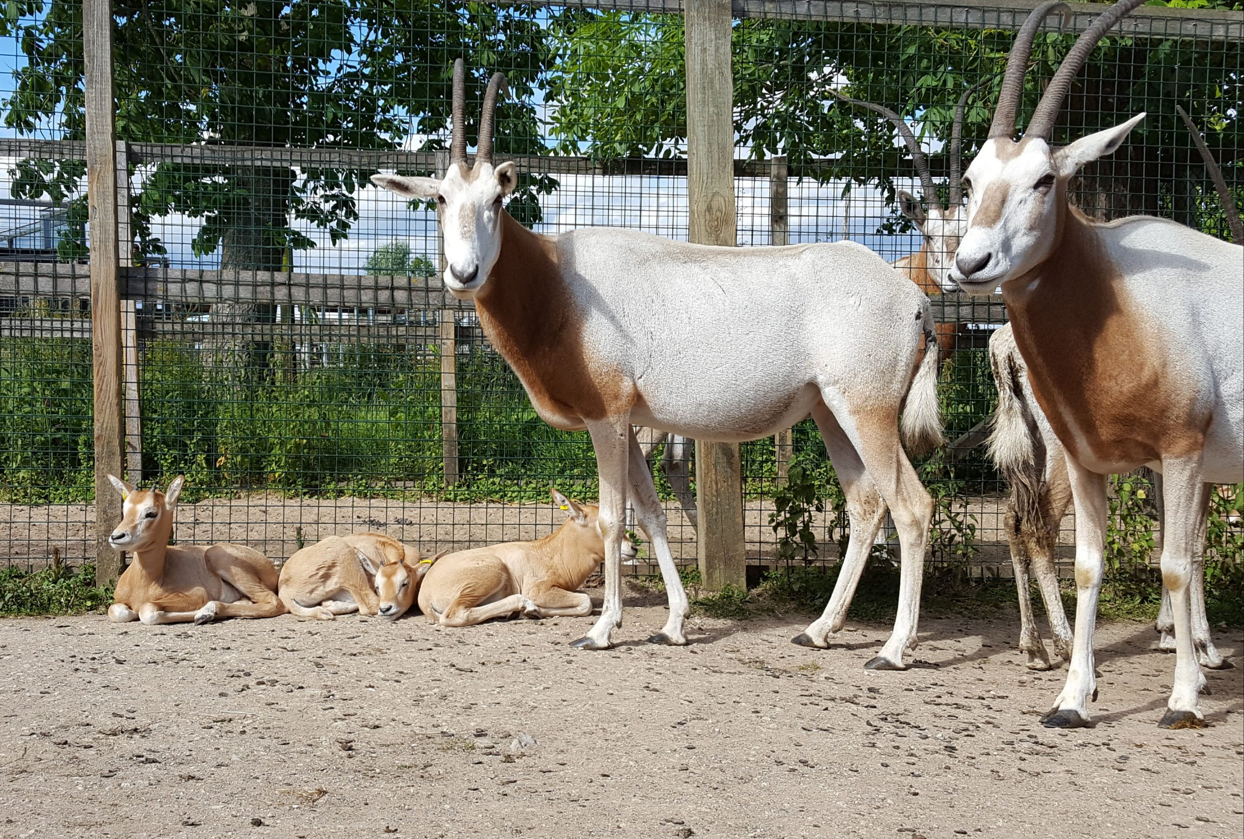 Four New Scimitar-horned Oryx Calves Born - Flamingo Land Resort