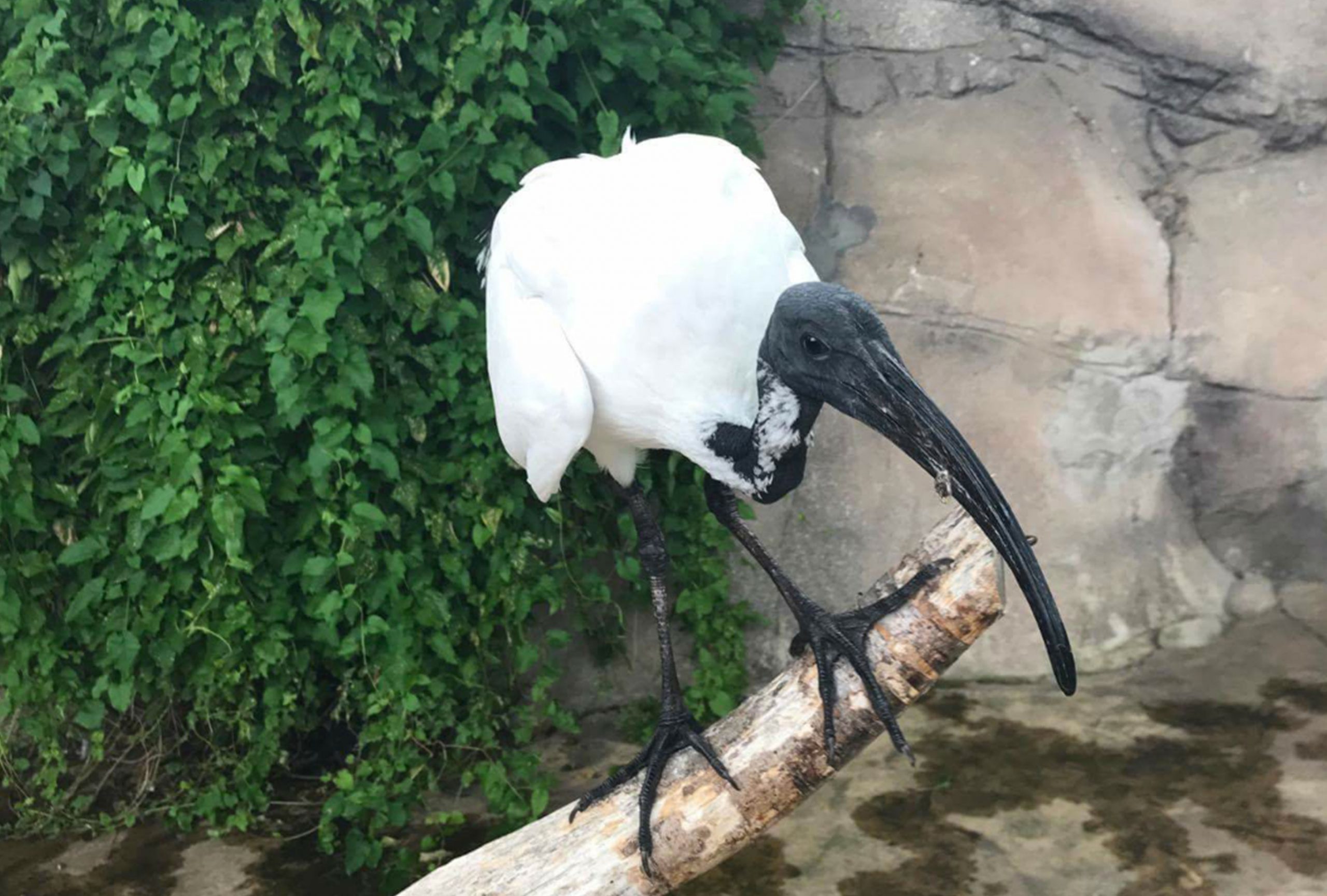 Discover The Sacred Ibis - Flamingo Land Resort