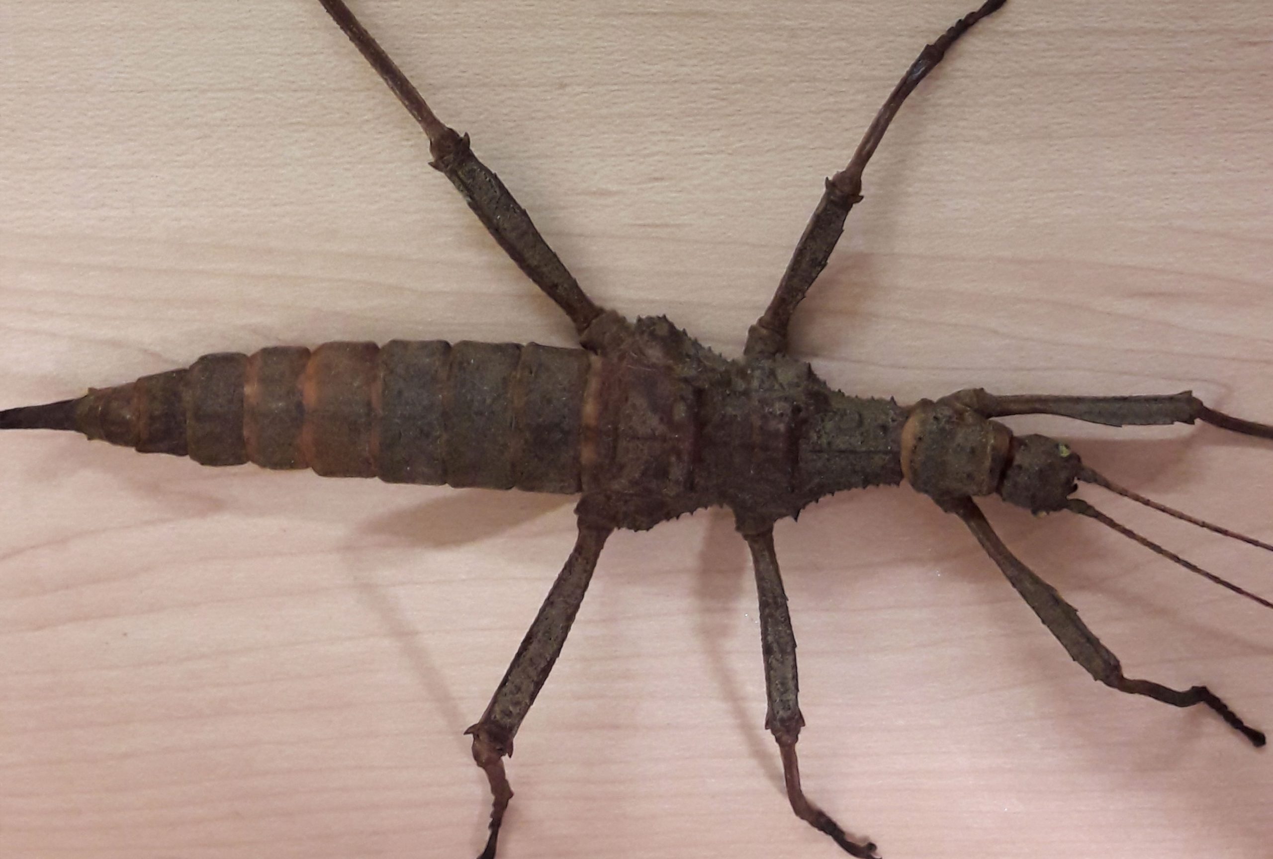 Stick Insect Population Explodes! - Flamingo Land Resort