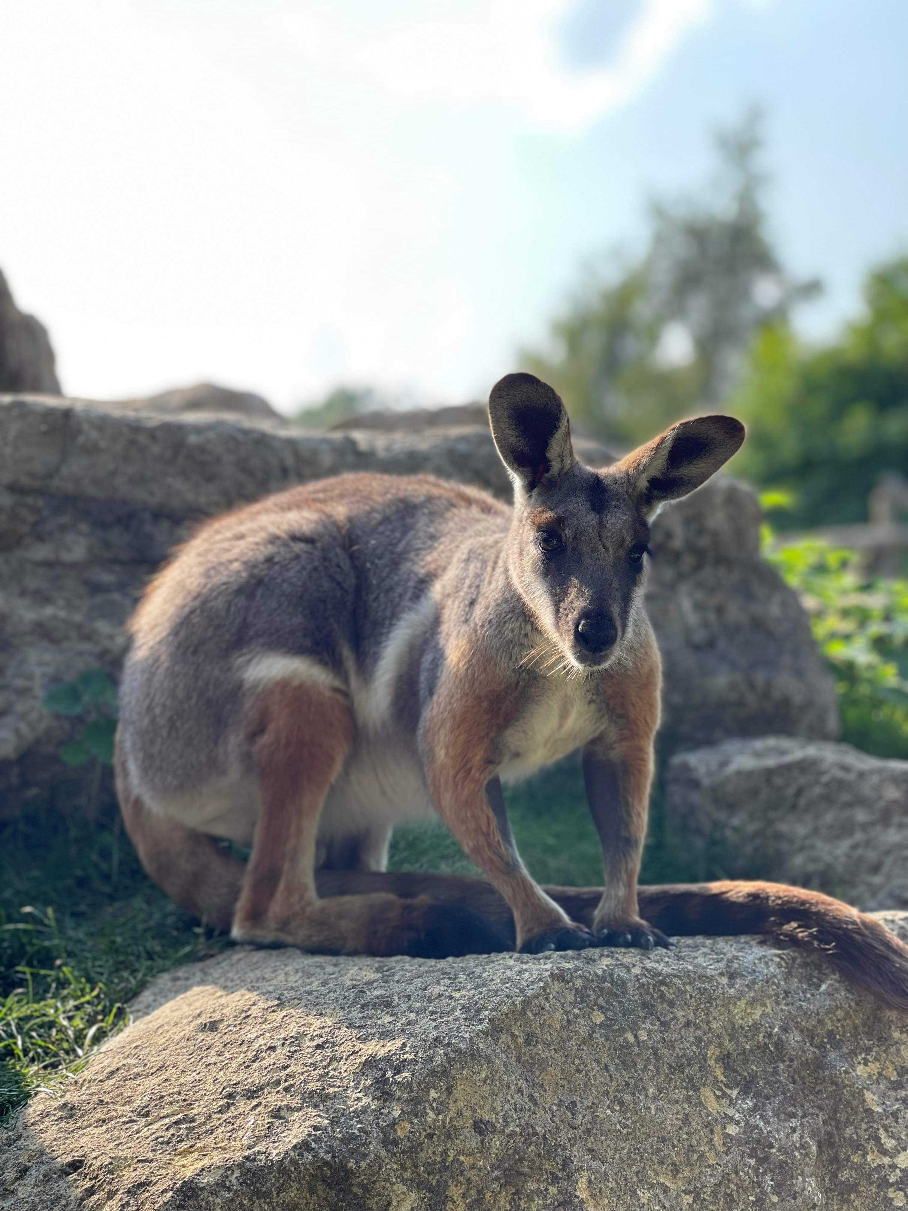 Yellow-footed Rock Wallaby - Flamingo Land Resort