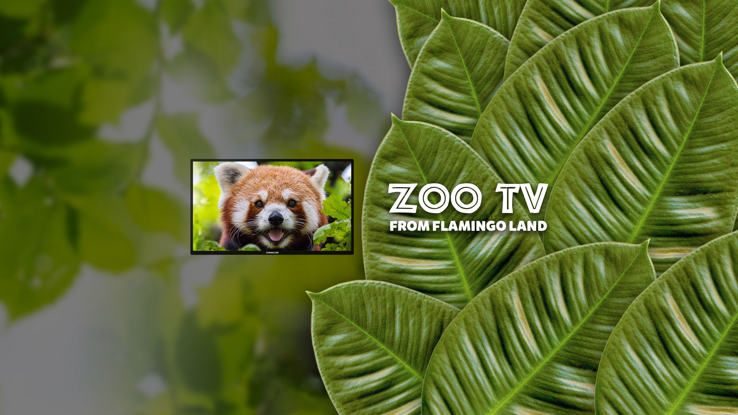 Zoo TV - Flamingo Land Resort