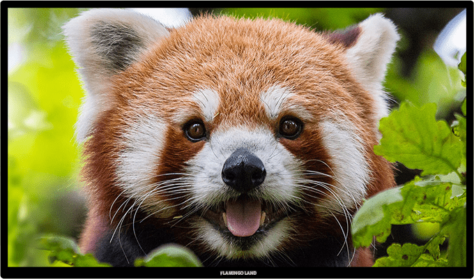 Home - Flamingo Land Resort