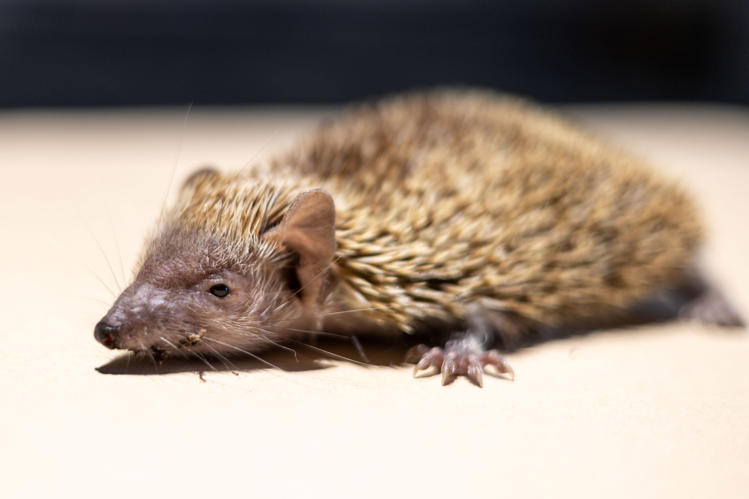 Lesser Hedgehog Tenrecs - Flamingo Land Resort