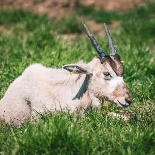 Addax - Flamingo Land Resort