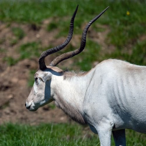 Addax - Flamingo Land Resort