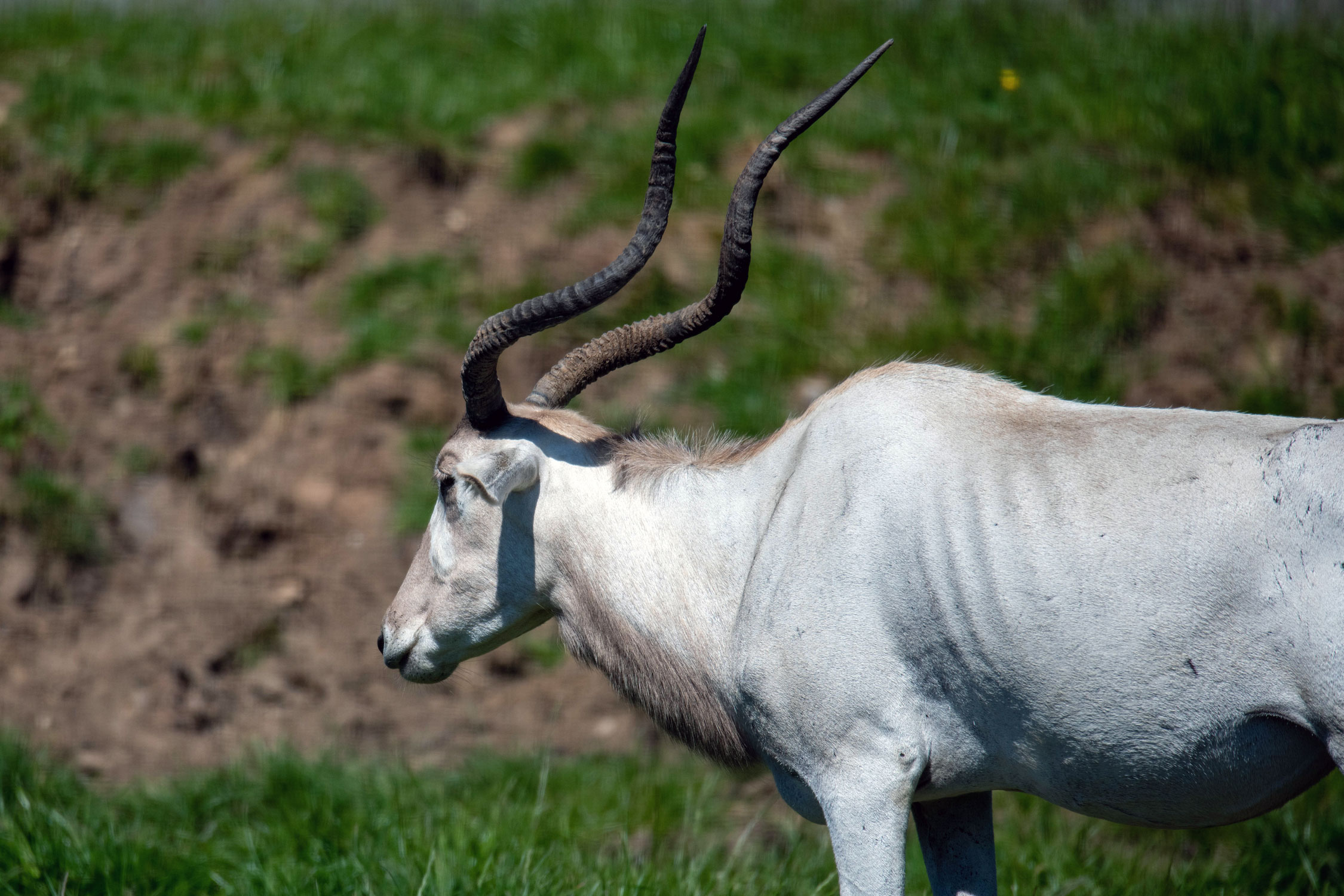 Addax - Flamingo Land Resort