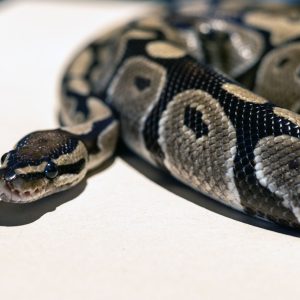 Ball/Royal Python - Flamingo Land Resort