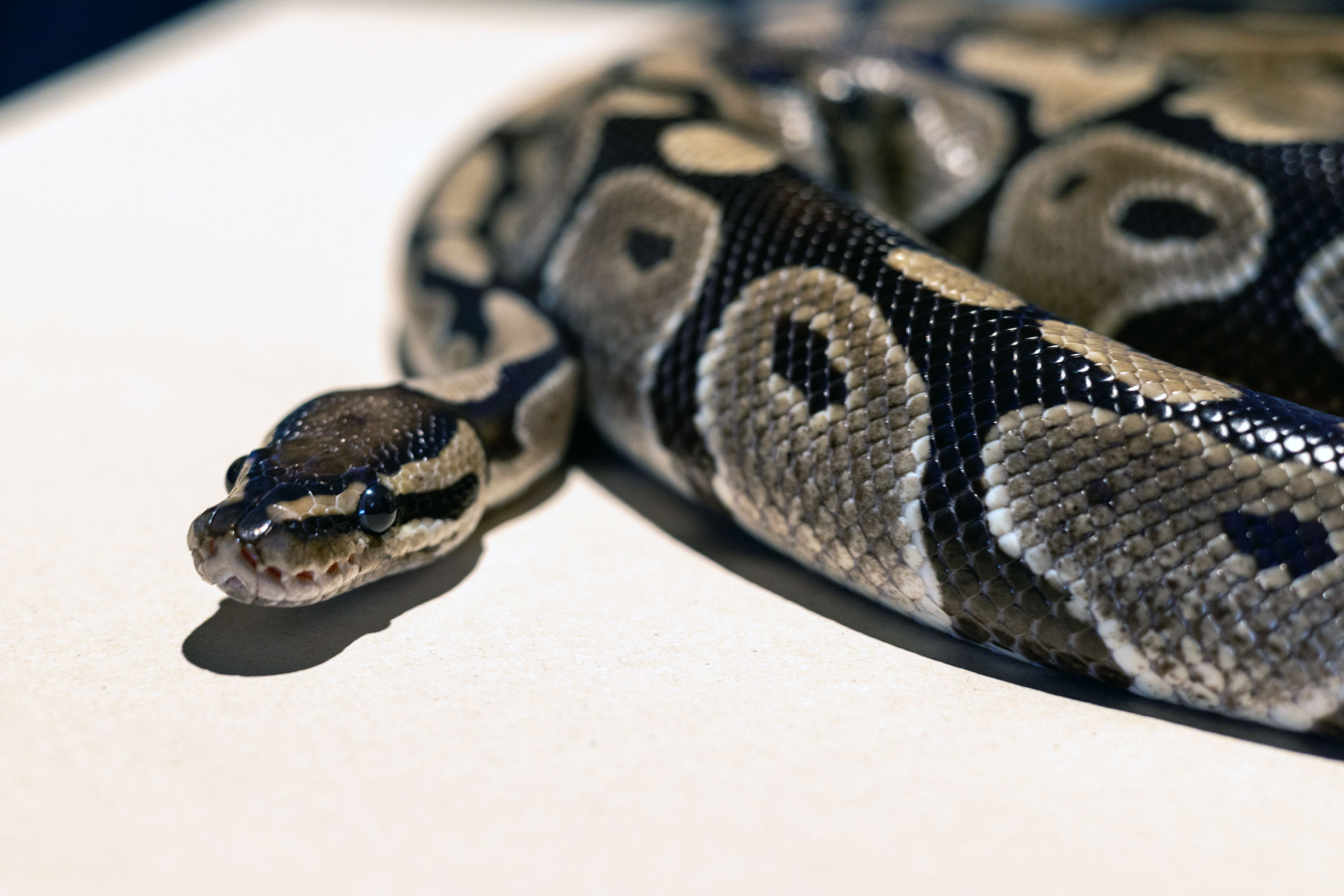 Ball/Royal Python - Flamingo Land Resort