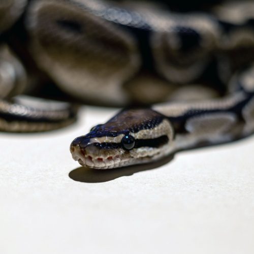 Ball/Royal Python - Flamingo Land Resort