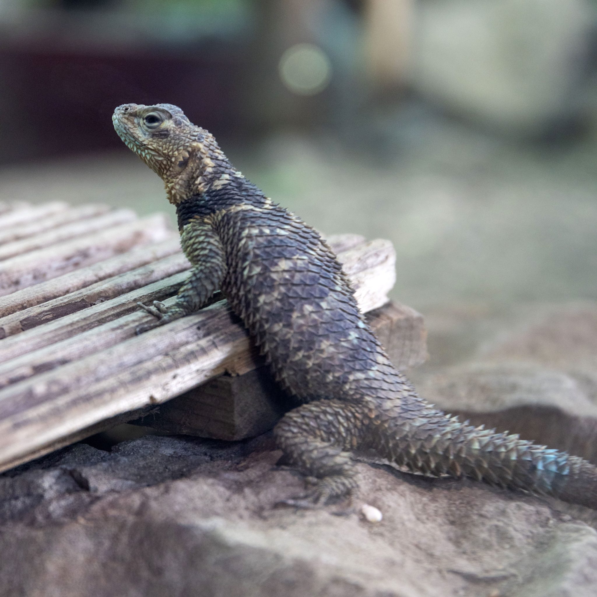Blue Spiny Lizard - Flamingo Land Resort