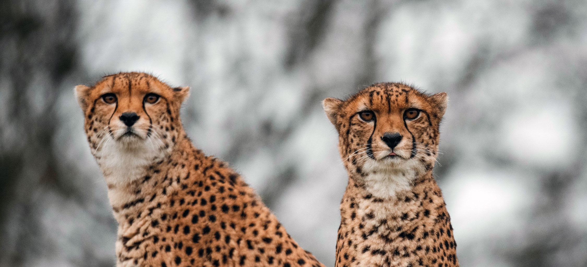 Cheetah - Flamingo Land Resort