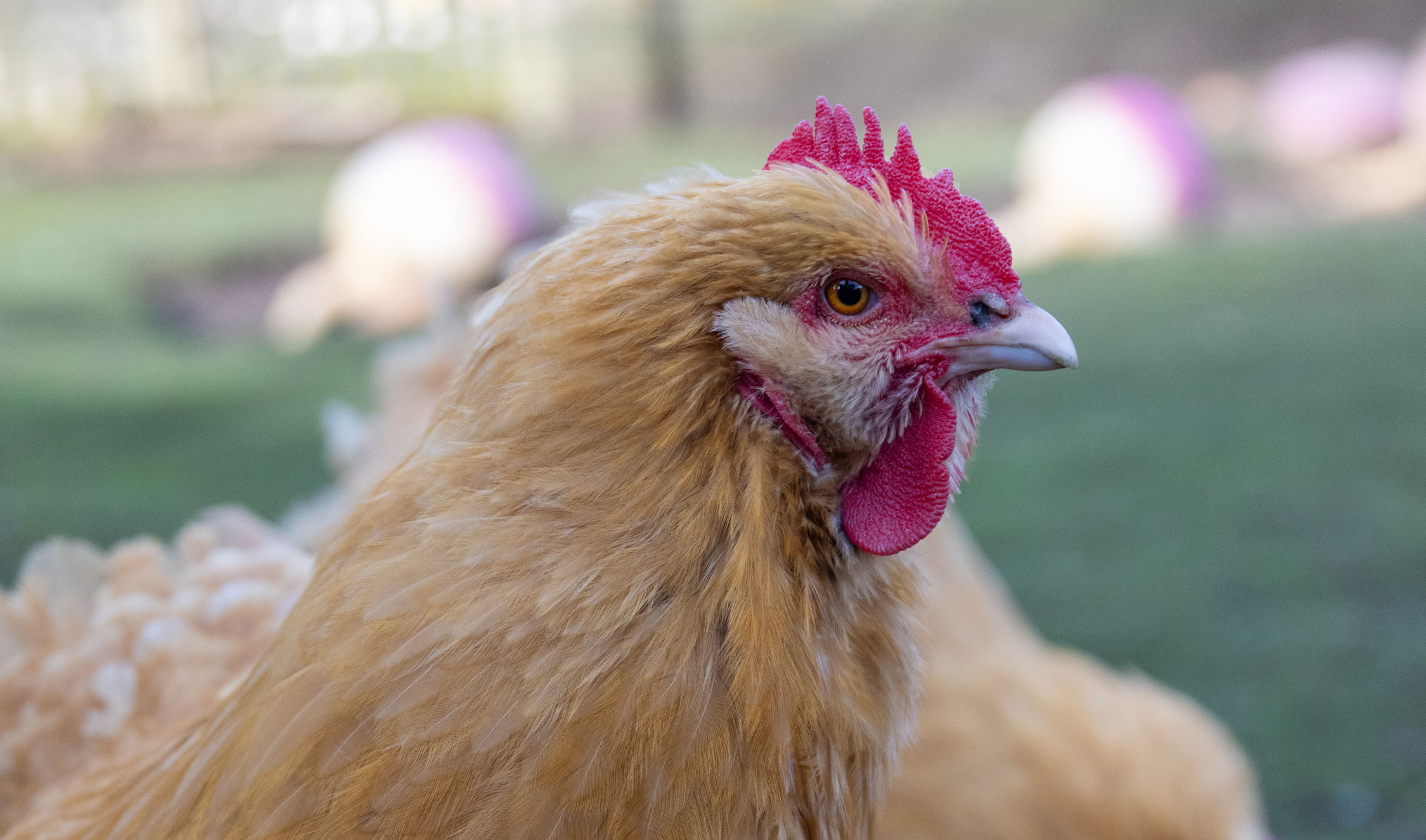 Chicken - Flamingo Land Resort