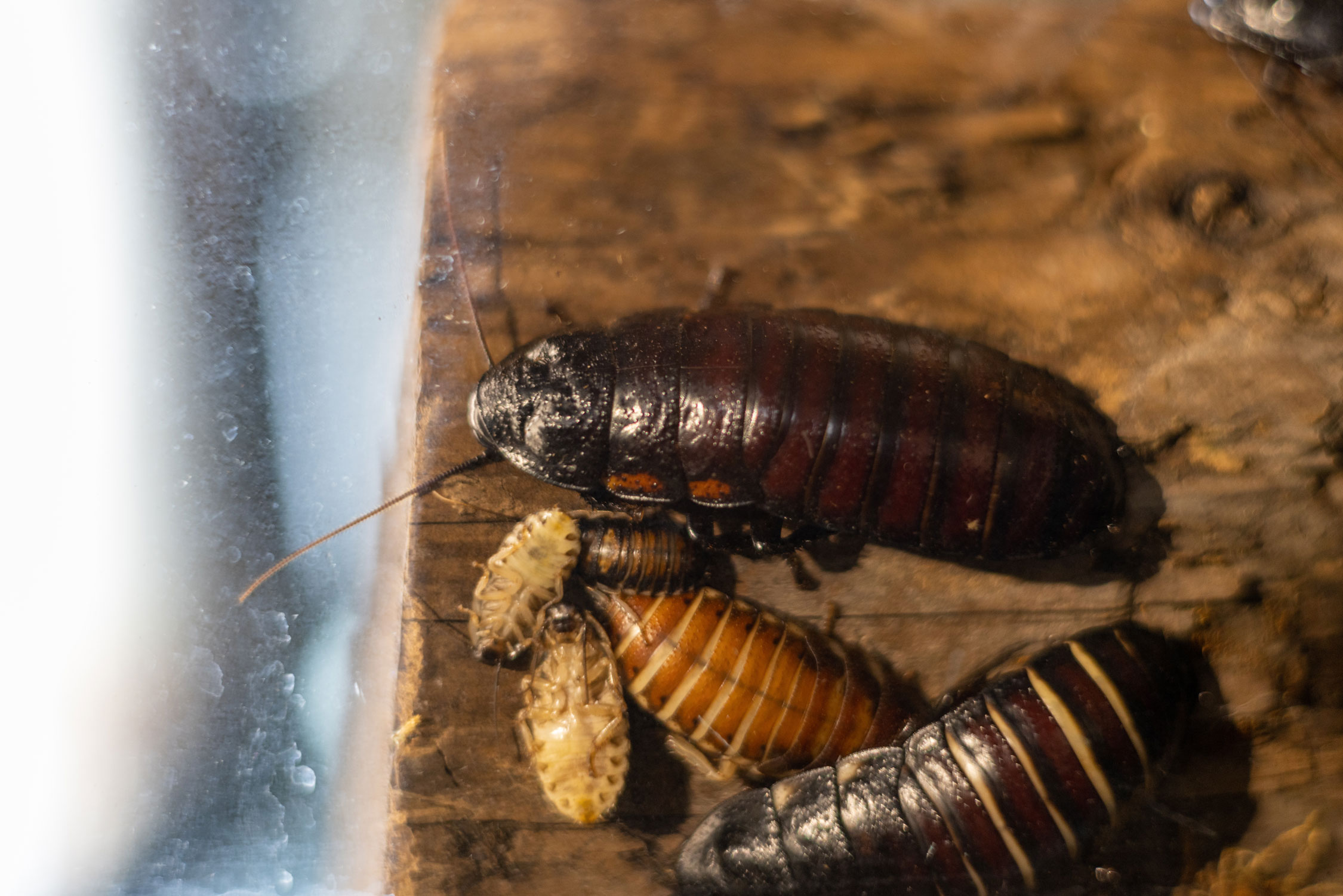 Cockroach - Flamingo Land Resort