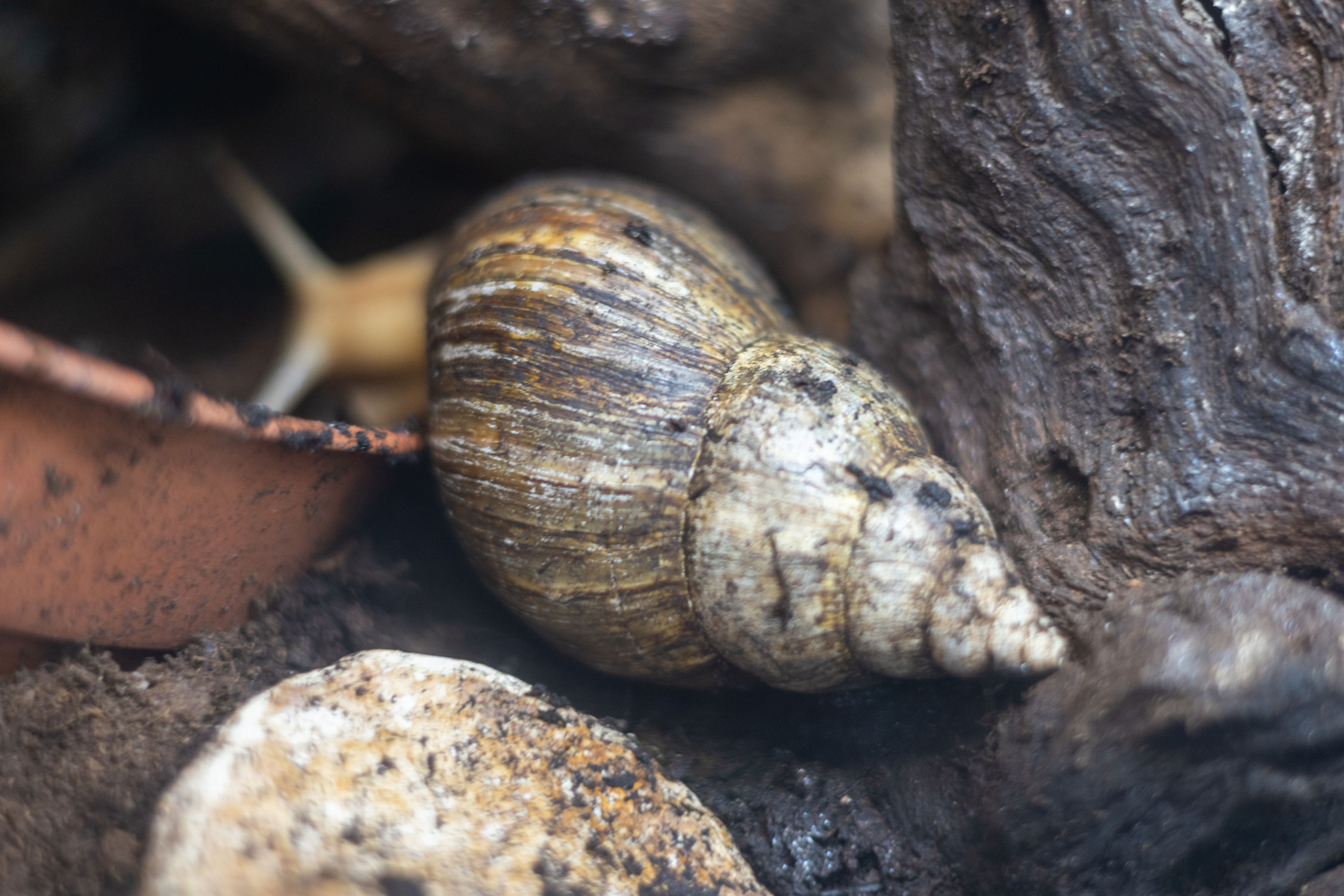 Giant African Land Snail - Flamingo Land Resort