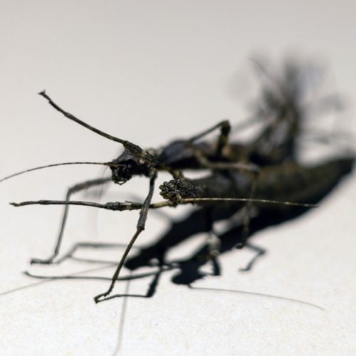 Sungaya Stick Insect - Flamingo Land Resort