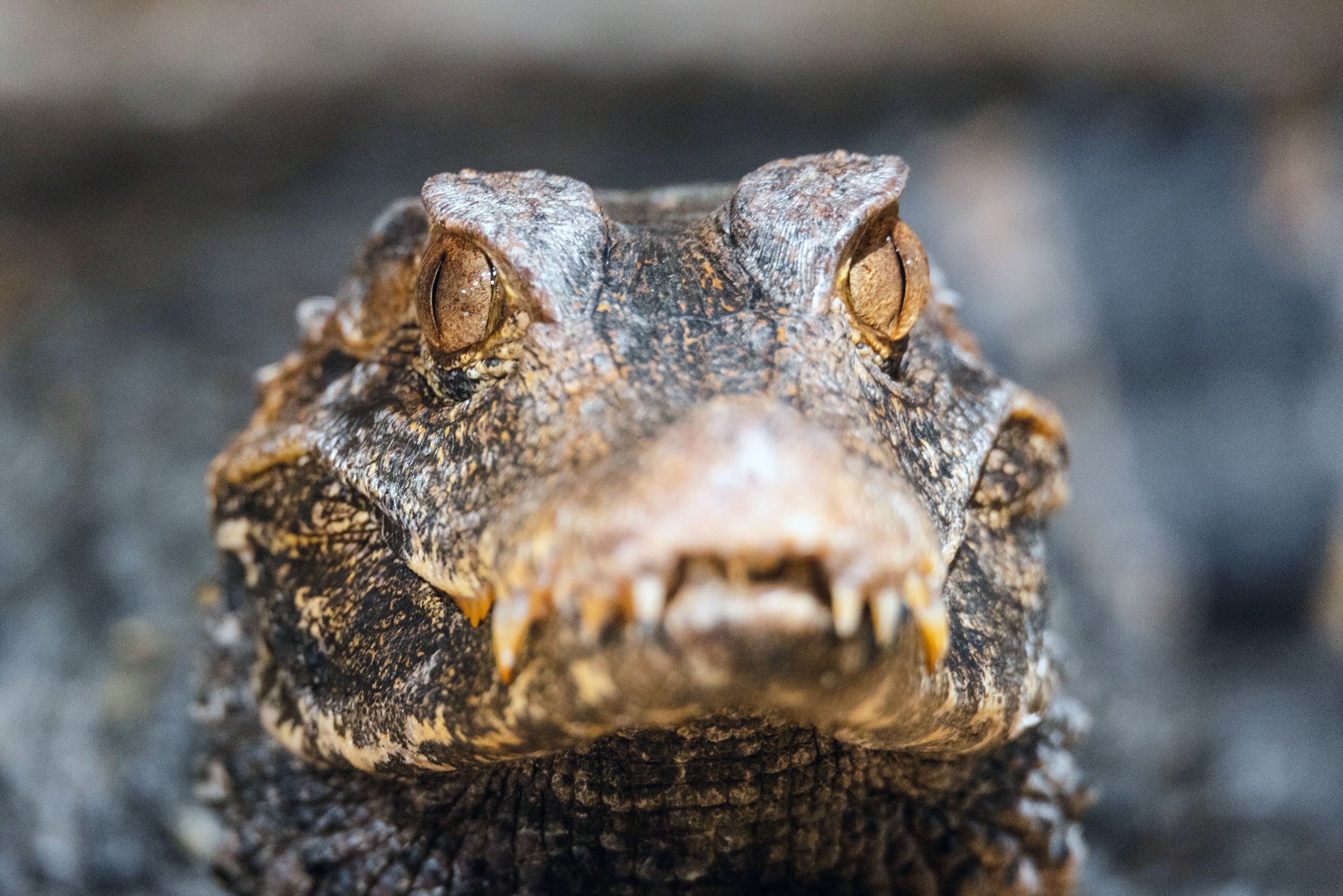Dwarf Caiman - Flamingo Land Resort
