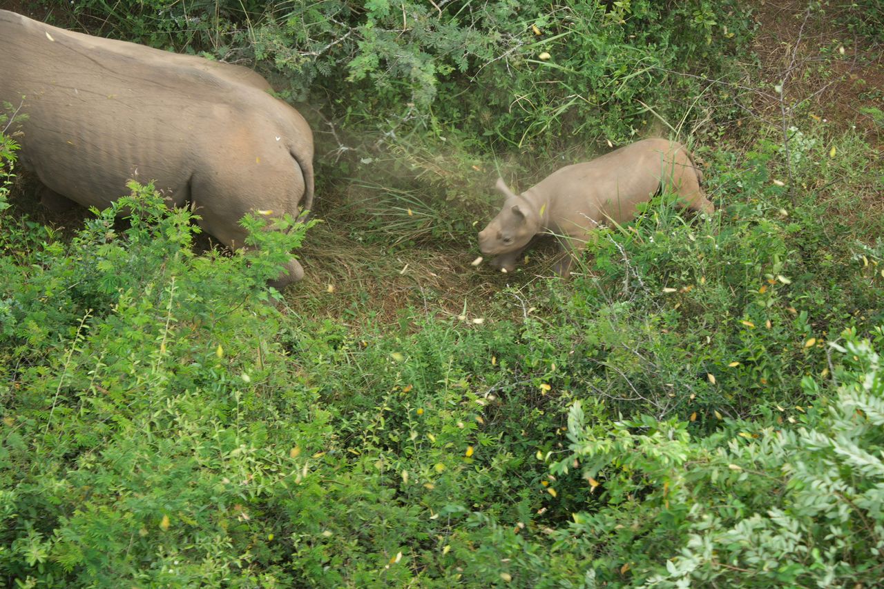 Olmoti the Eastern black rhinoceros has a calf! - Flamingo Land Resort