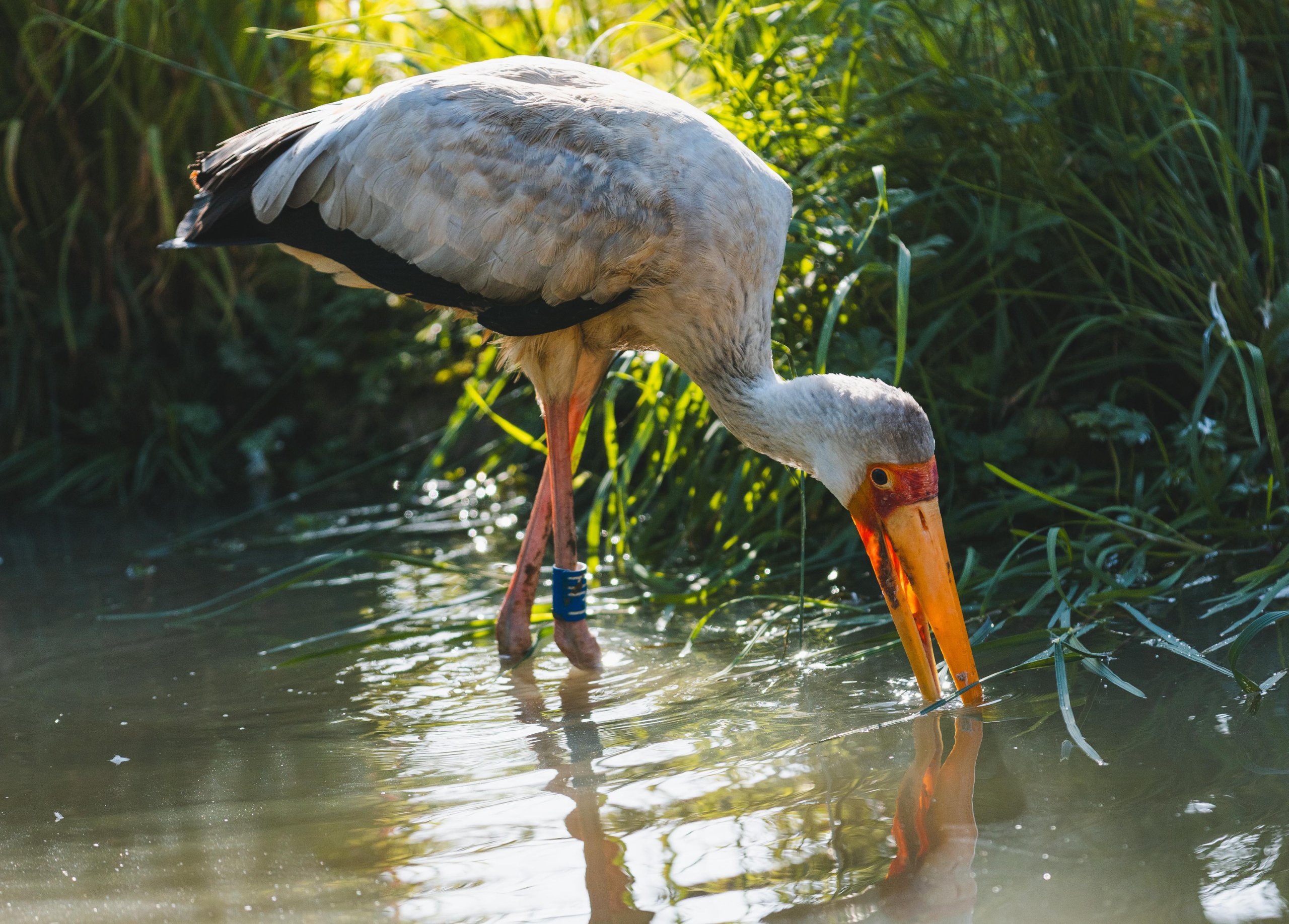 Yellow-Billed Stork - Flamingo Land Resort