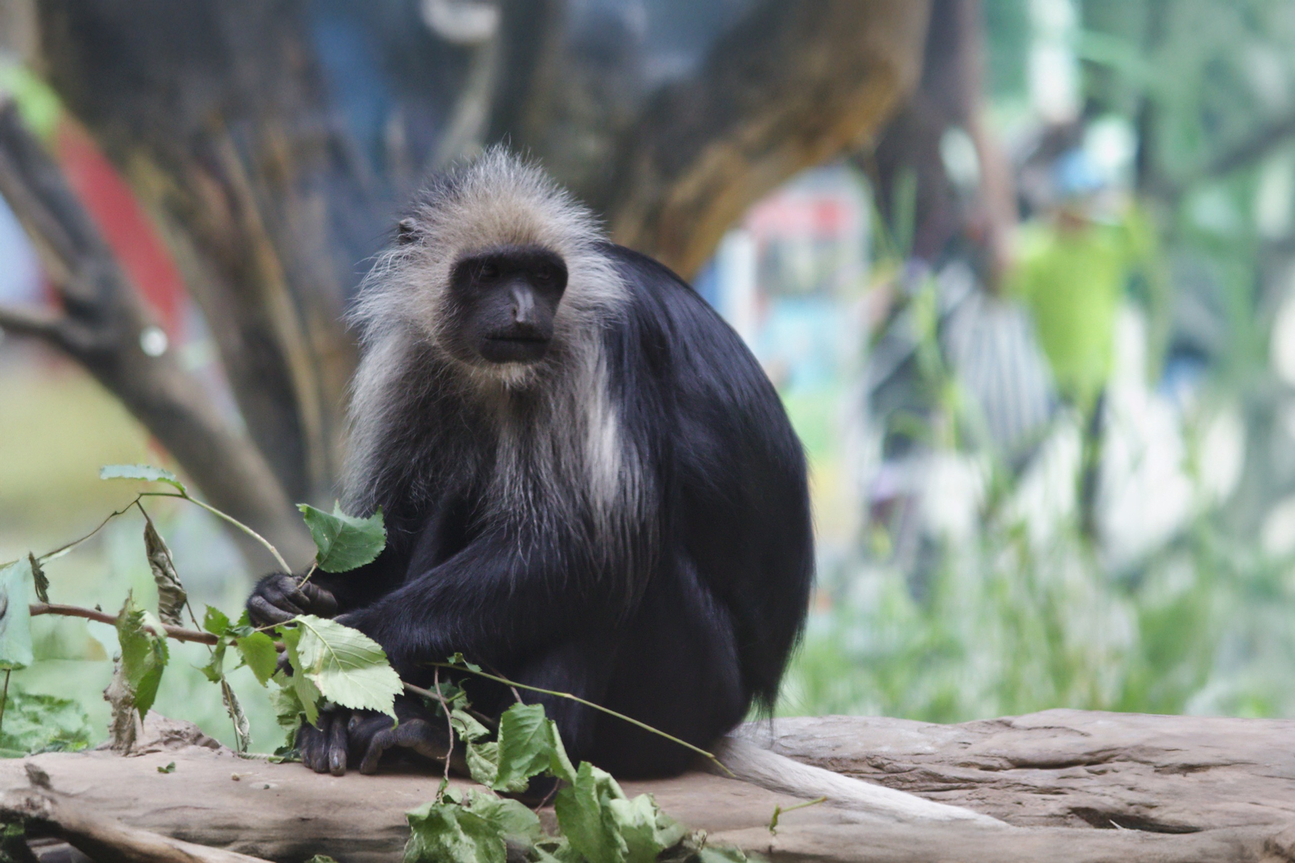 King Colobus Monkey - Flamingo Land Resort