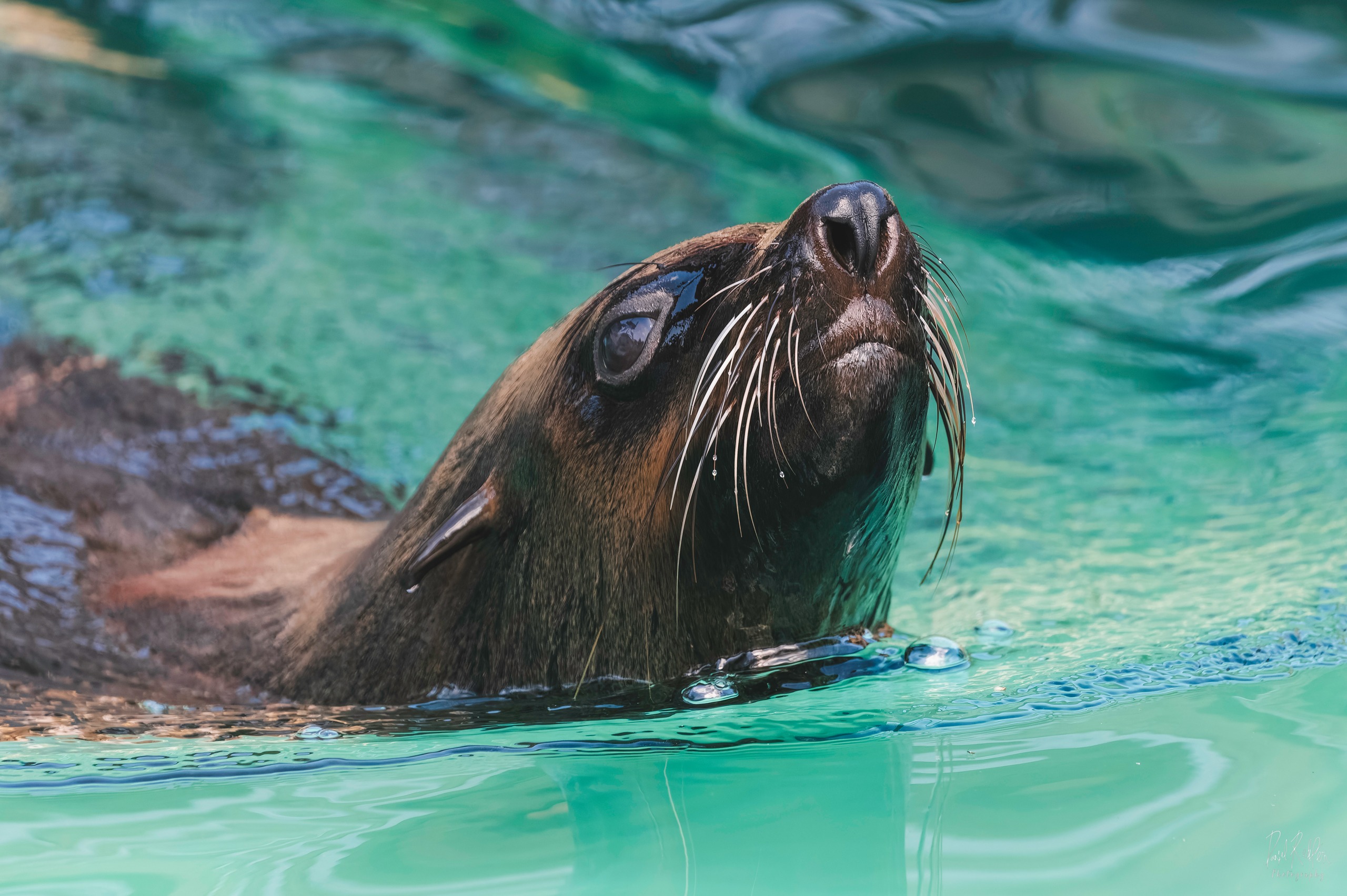 Cape Fur Seals - Flamingo Land Resort