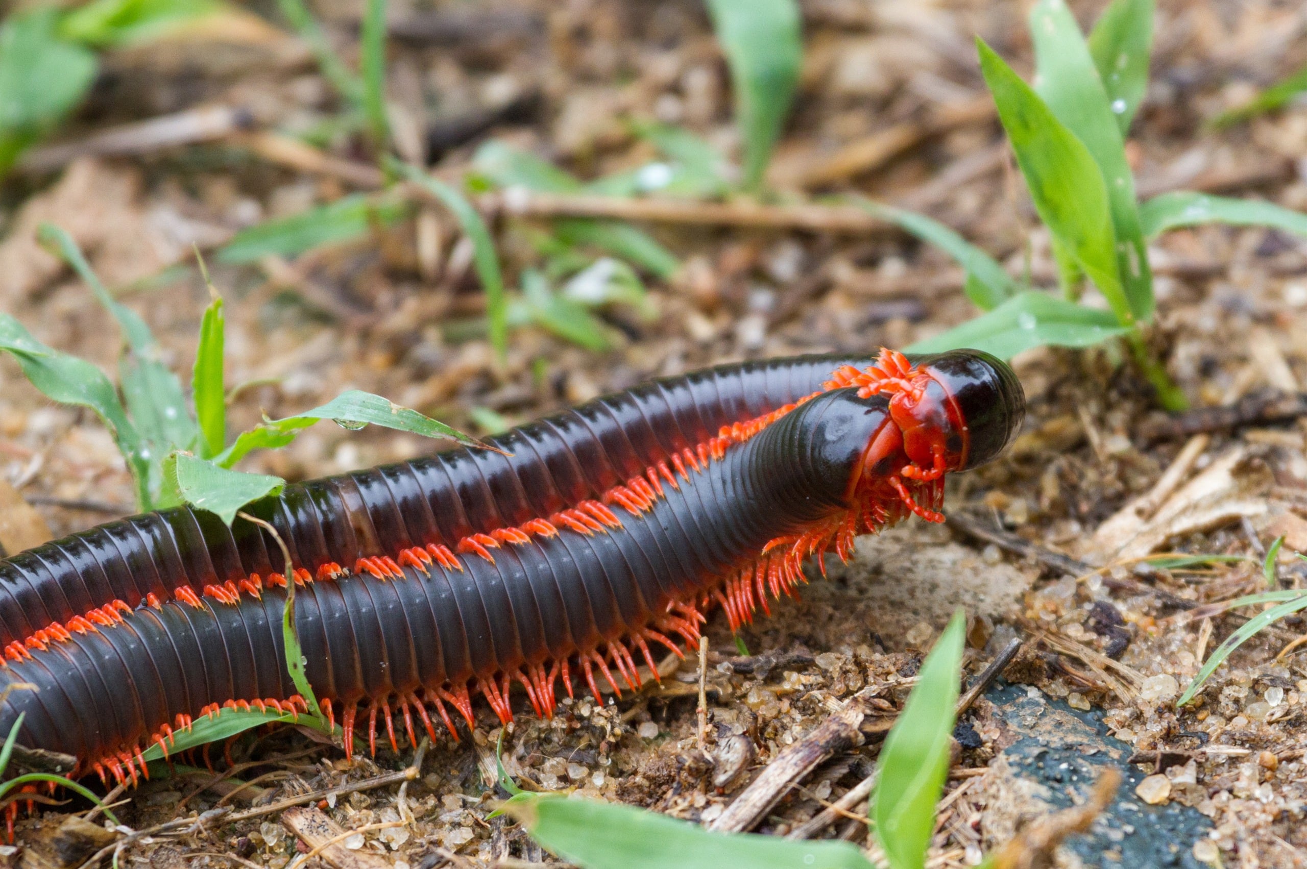 Tanzanian Red-Legged Millipedes - Flamingo Land Resort