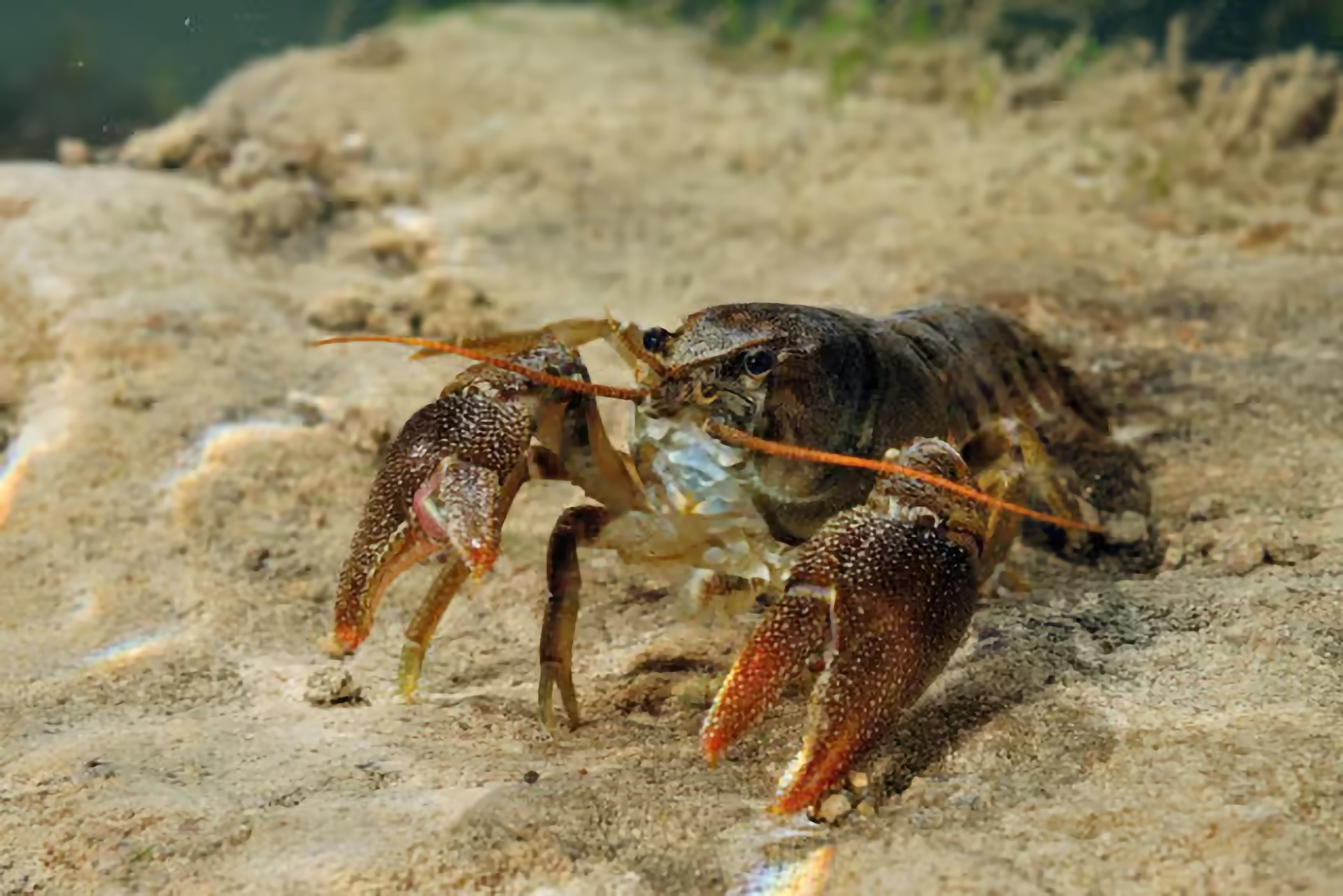 White-Clawed Crayfish - Flamingo Land Resort